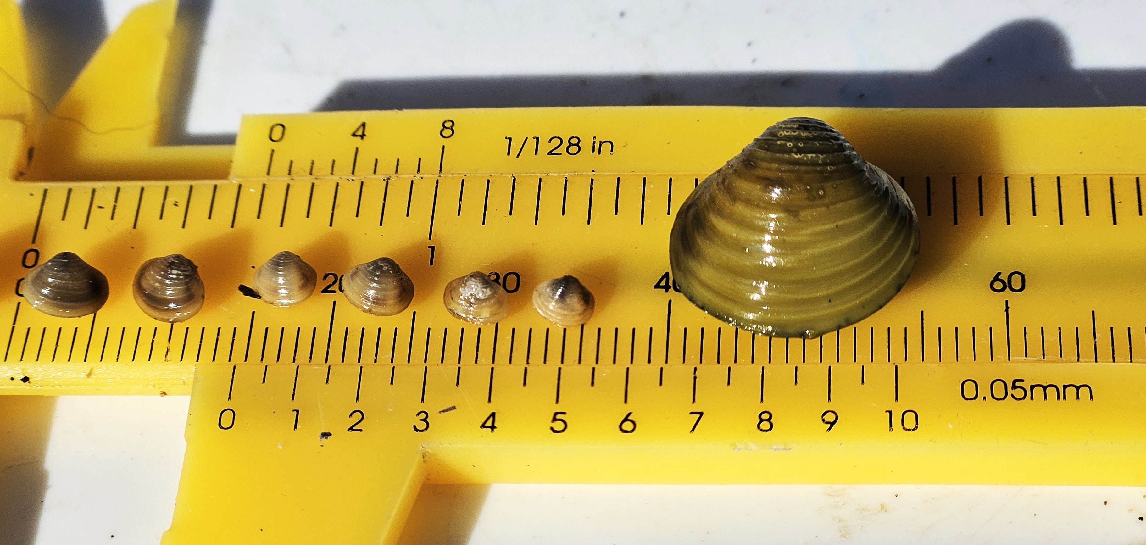 Measuring corbicula_Melchior (2).jpg | Earth Sciences New Zealand | NIWA
